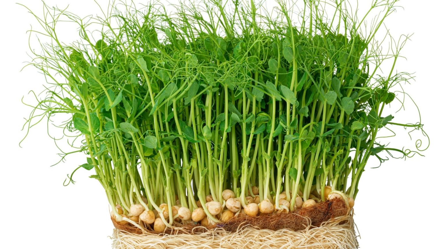 How to Grow Pea Microgreens in 6 Easy Steps