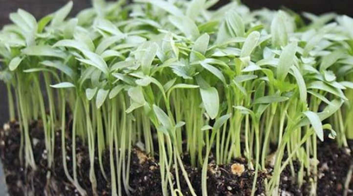 How to Grow Cilantro Microgreens in 6 Easy Steps