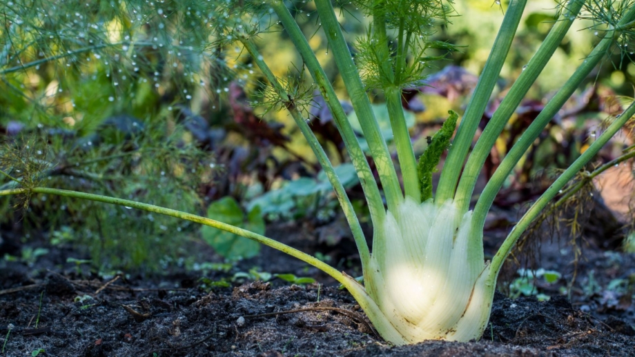 How to Plant, Grow, and Care for Fennel