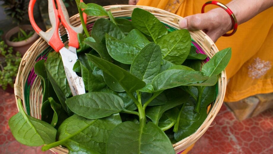 How to Plant, Grow, and Care for Malabar Spinach