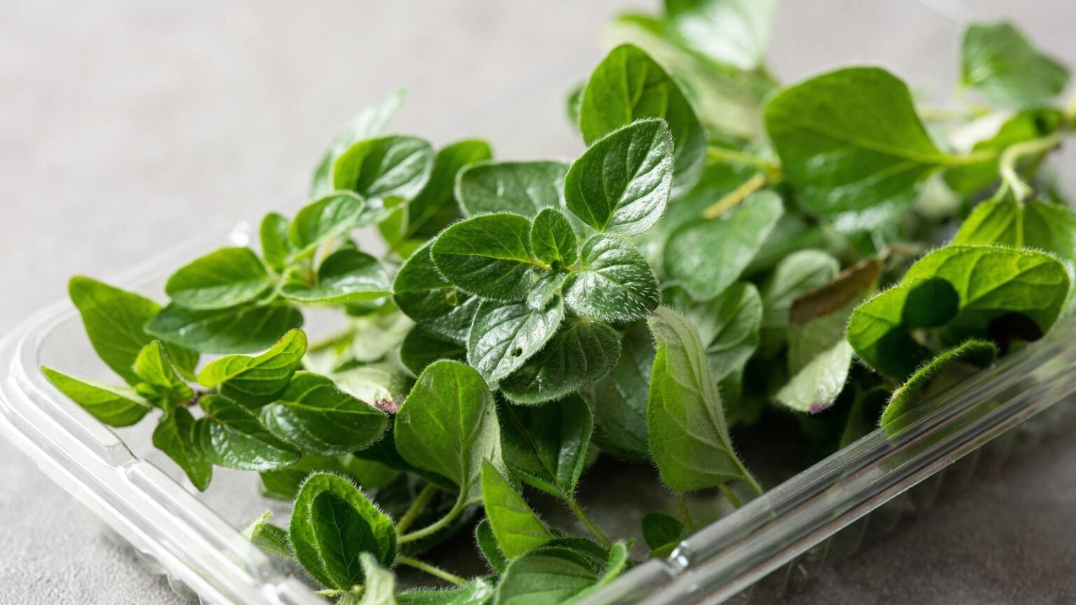 How To Harvest, Dry, and Store Oregano For Later Use
