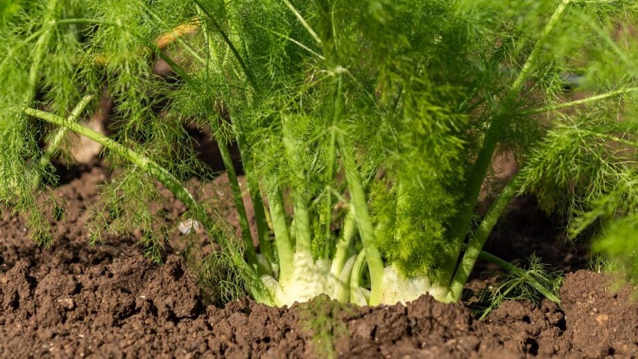 How to Plant, Grow, and Care for Fennel