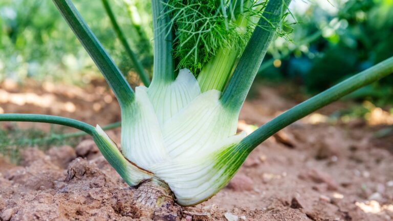 How to Plant, Grow, and Care for Fennel