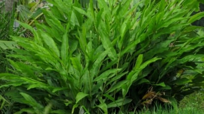 How to Plant, Grow, and Care for Galangal