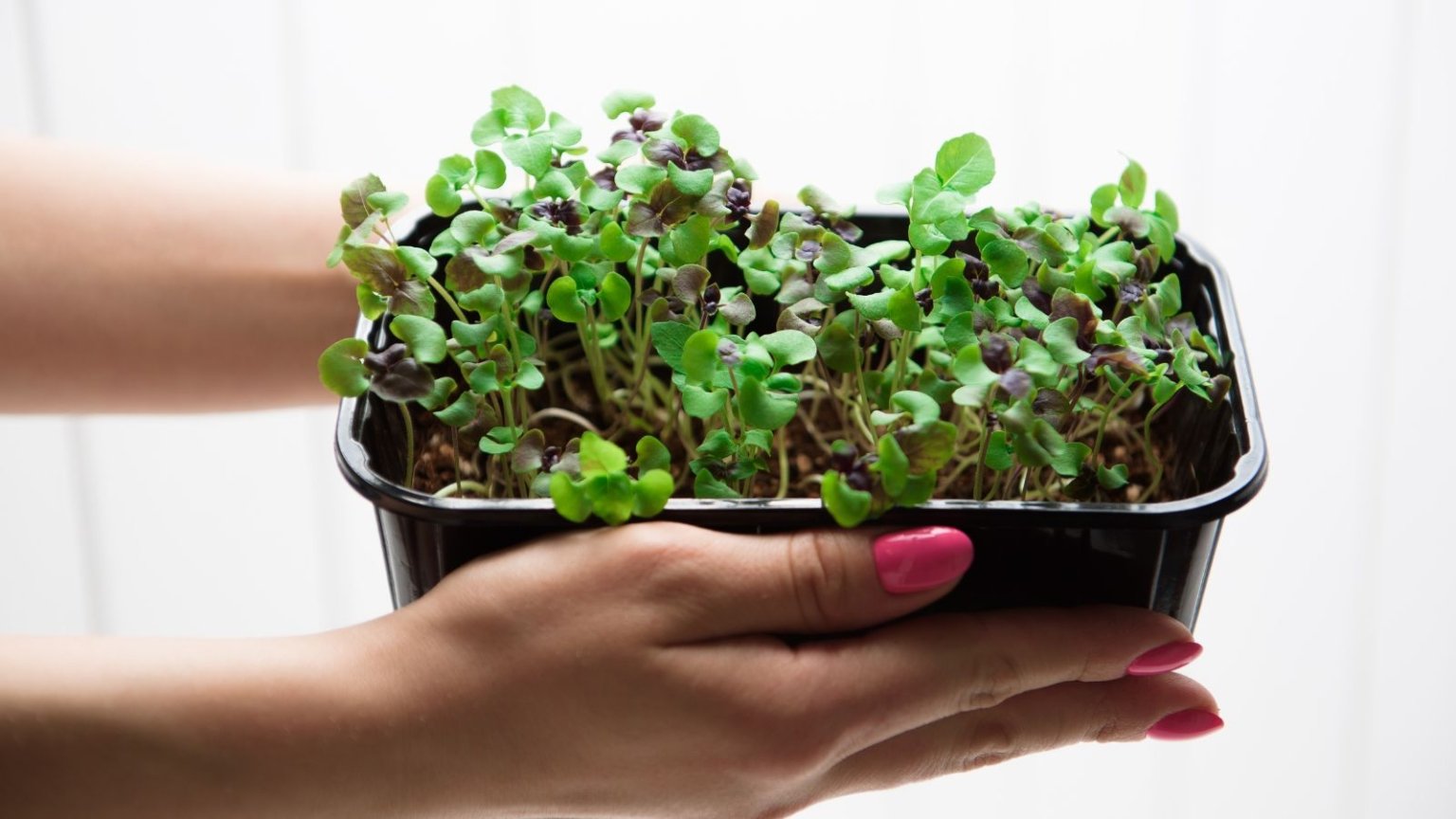 How To Grow Basil Microgreens in 5 Easy Steps