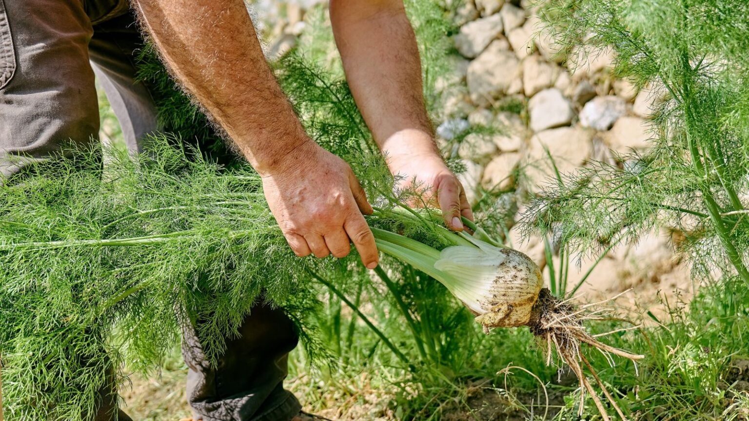 How to Plant, Grow, and Care for Fennel