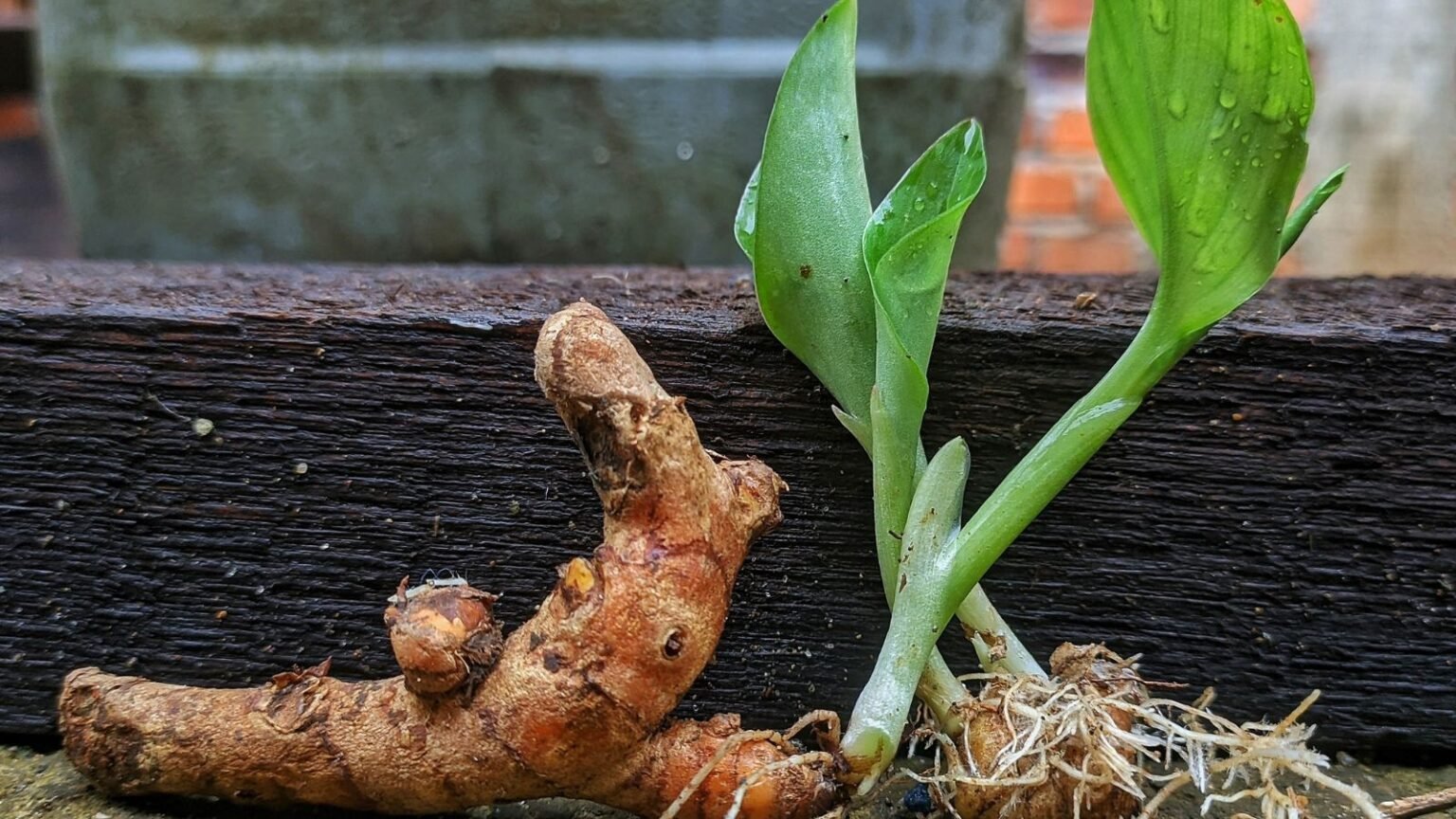 How to Plant, Grow, and Care for Galangal