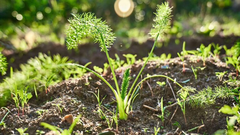 How to Plant, Grow, and Care for Fennel