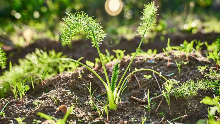 How to Plant, Grow, and Care for Fennel