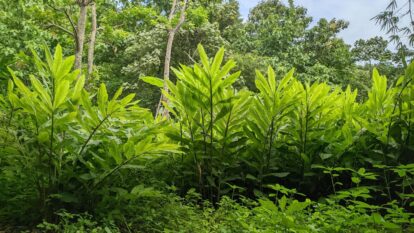 How to Plant, Grow, and Care for Galangal