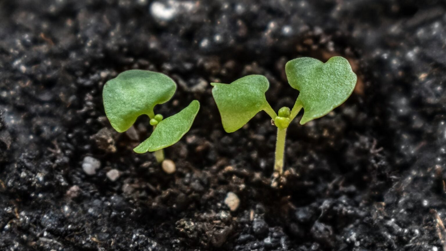 How To Grow Basil Microgreens in 5 Easy Steps