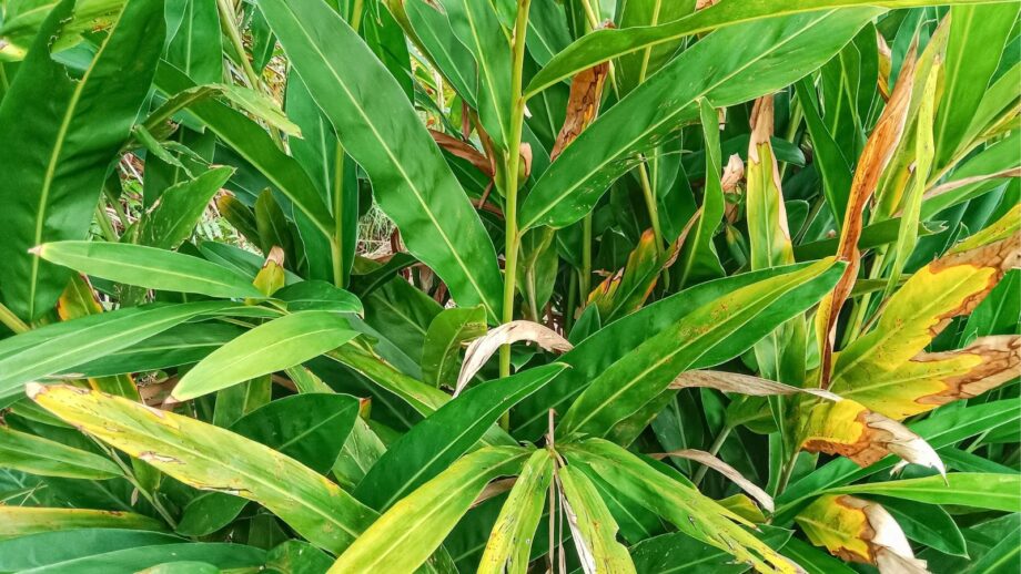 How to Plant, Grow, and Care for Galangal