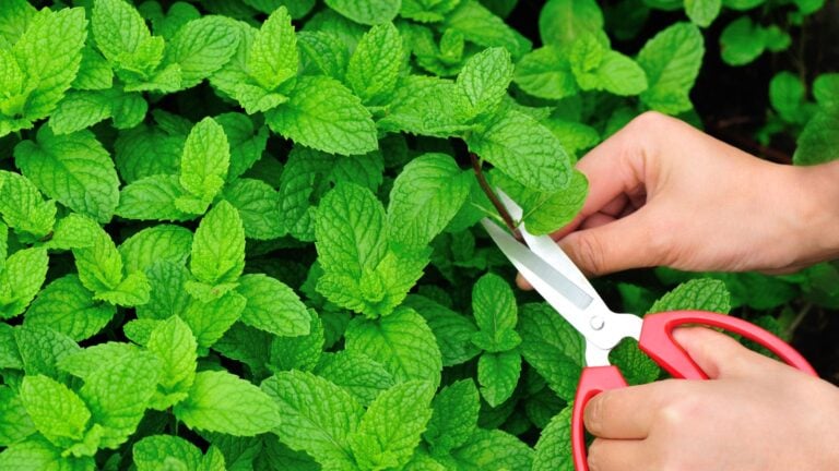 How To Harvest and Store Mint