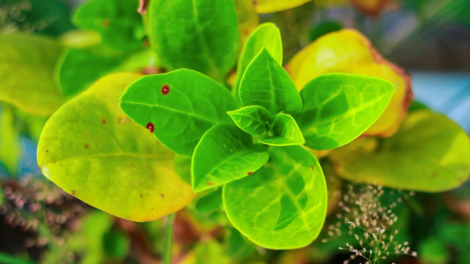 How to Plant, Grow, and Care for Malabar Spinach