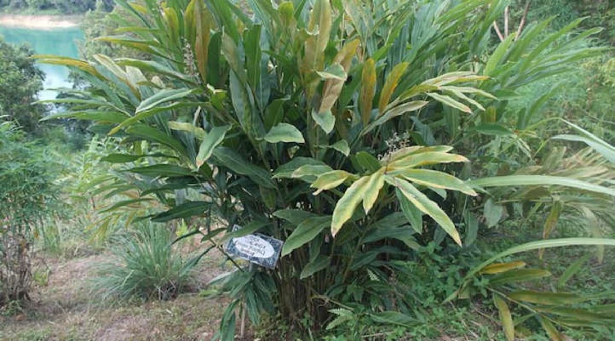 Galangal Plant Care: Growing Ginger's Cousin - Epic Gardening