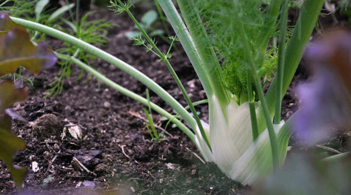 Growing Fennel: Fronds, Bulbs, And Seeds - Epic Gardening