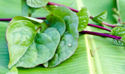 Malabar Spinach: Heat-Loving Garden Greens - Epic Gardening