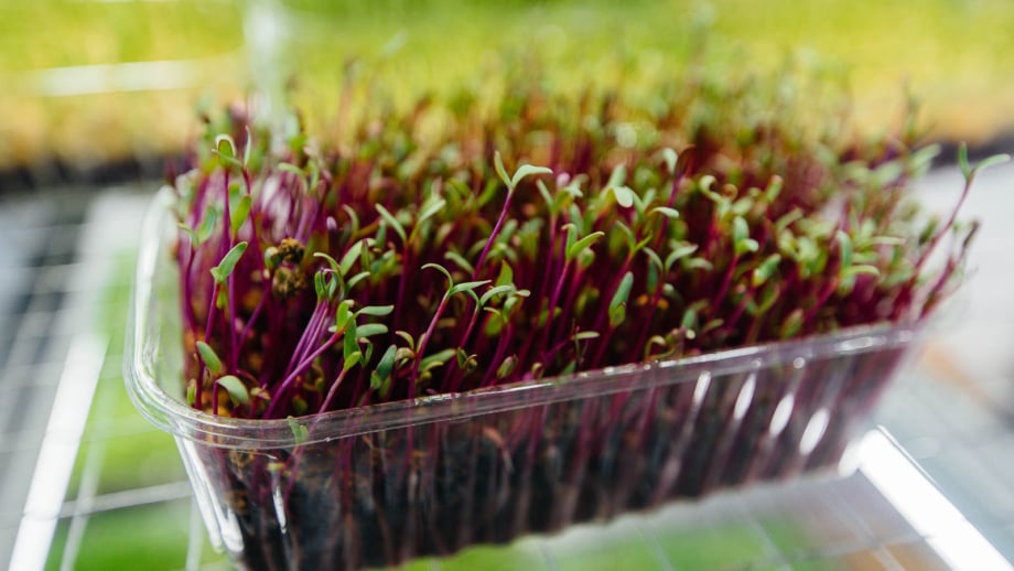 How To Grow Beet Microgreens in 6 Easy Steps