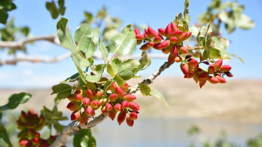 How to Plant, Grow, and Care for Pistachio Trees - Epic Gardening