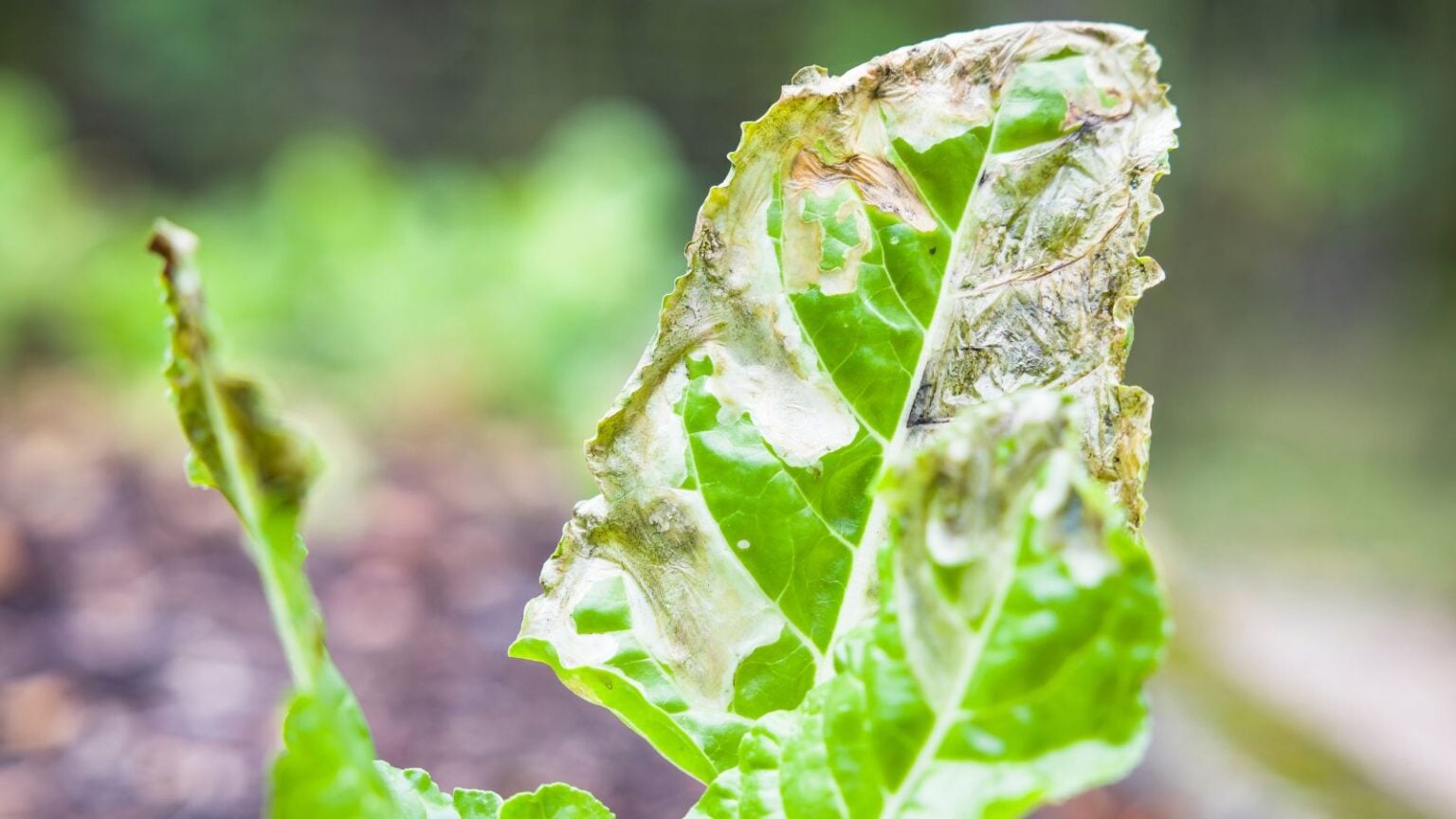 How to Plant, Grow, and Care for Swiss Chard