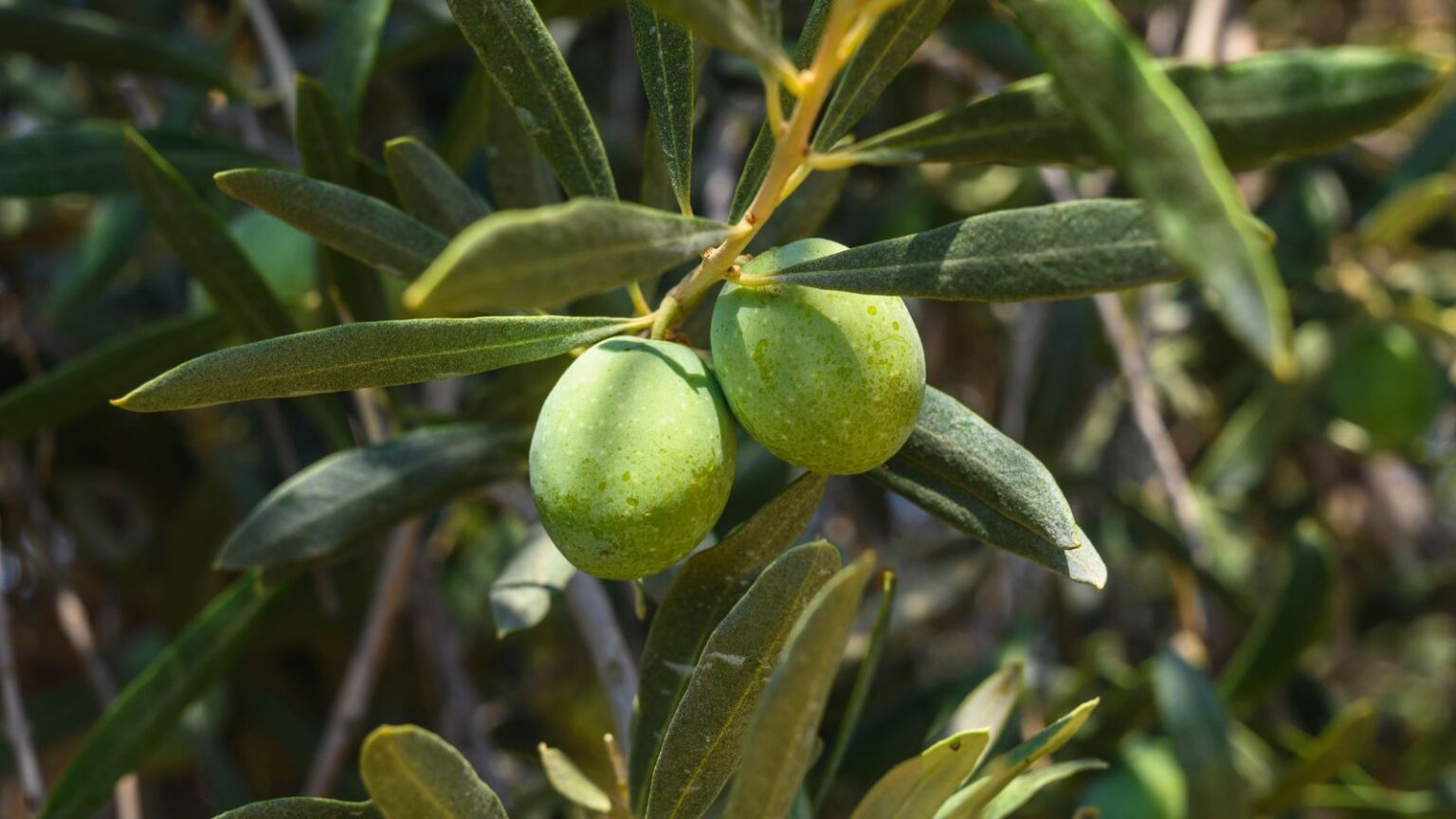 How to Plant, Grow, and Care for Olives