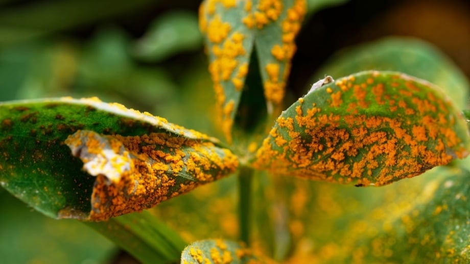 How to Identify, Treat, and Prevent Rust Fungus on Plants