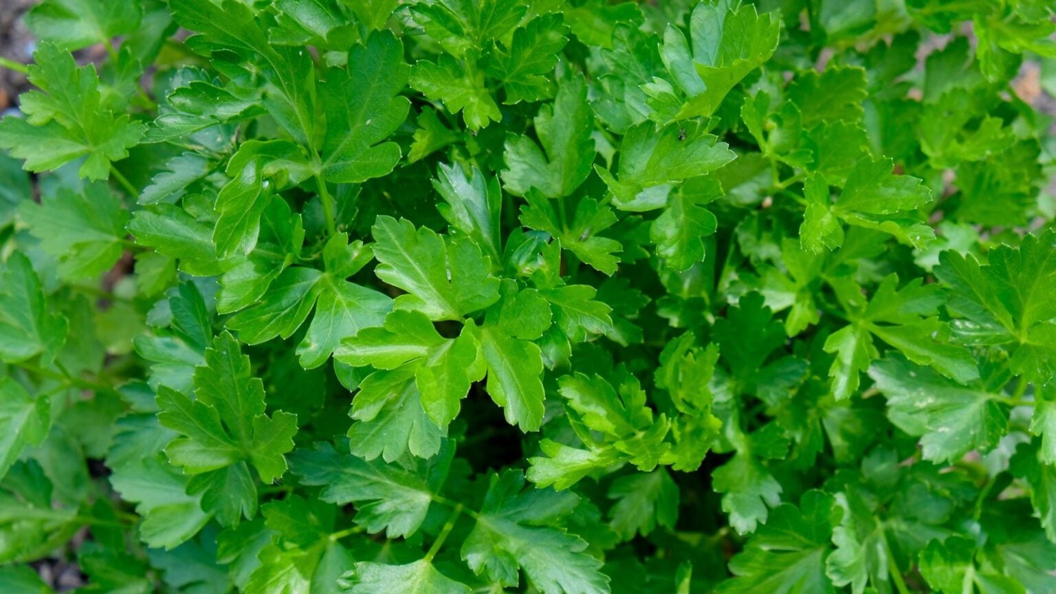 How to Plant, Grow, and Care for Parsley