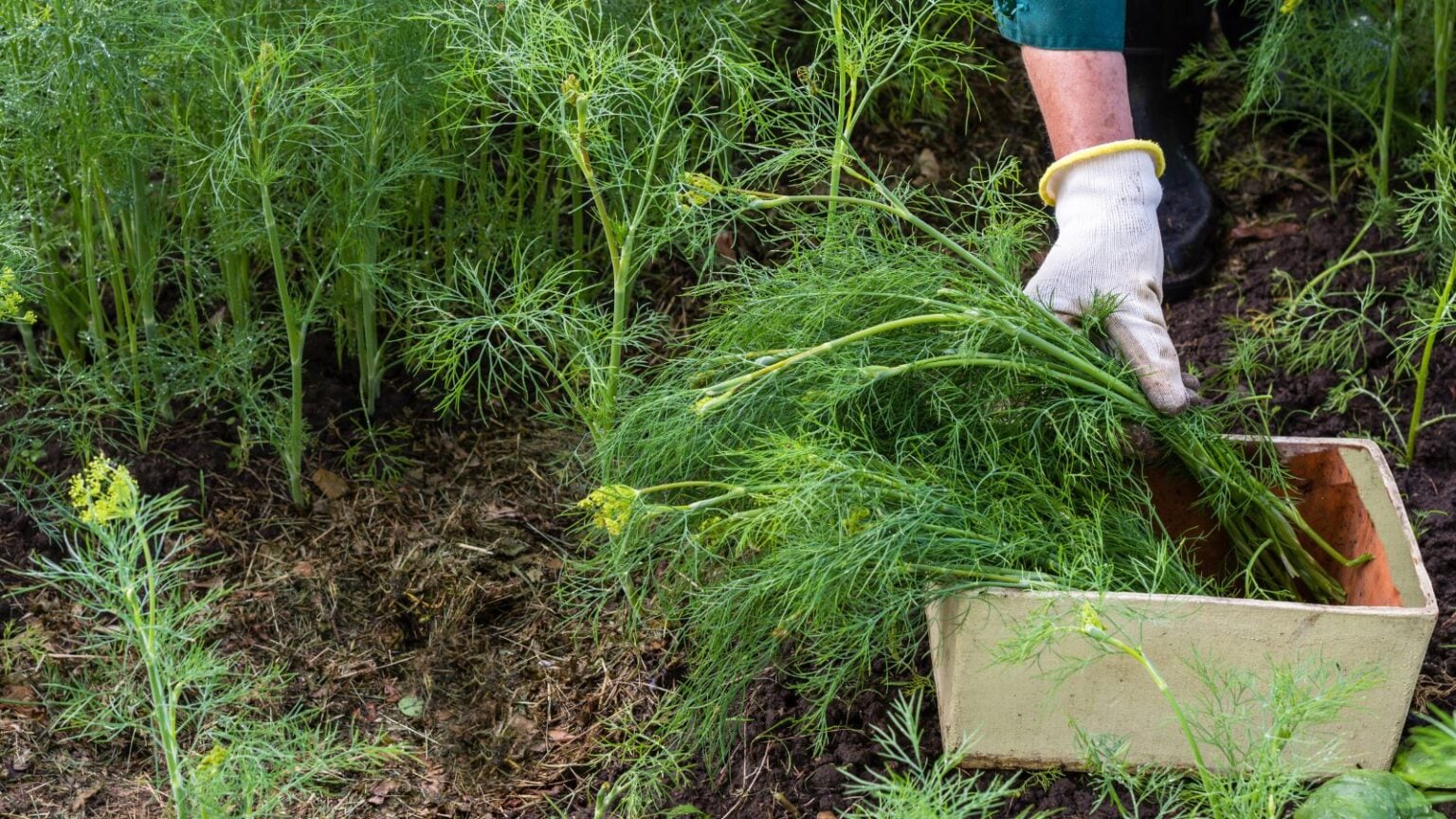 How To Harvest and Store Dill