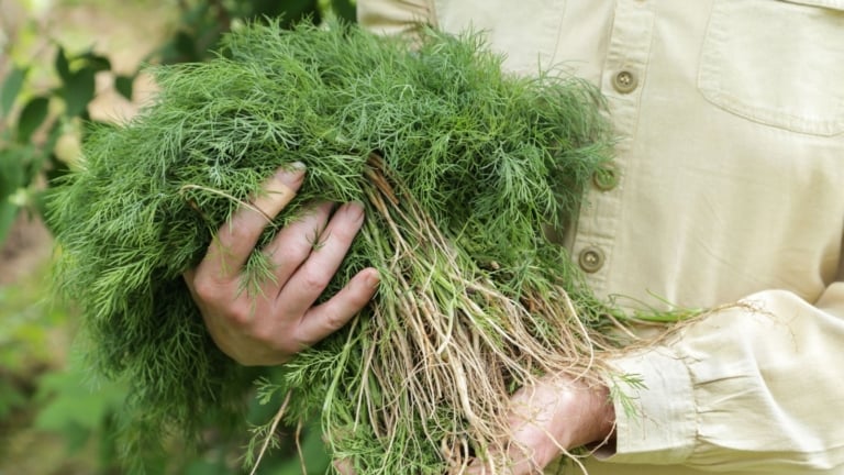 How to Plant, Grow, and Harvest Dill