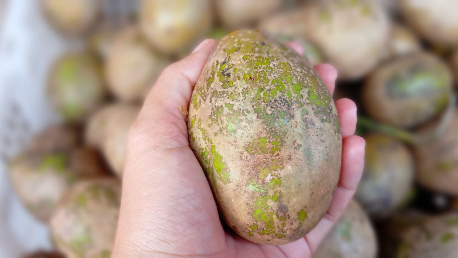 How to Plant, Grow, and Care for June Plum Tree