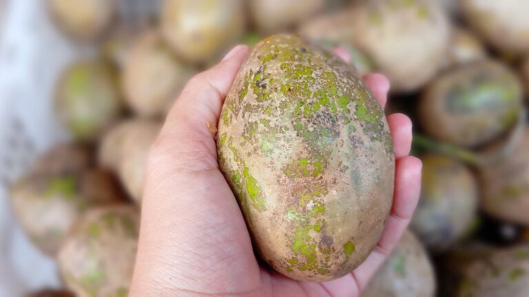 How to Plant, Grow, and Care for June Plum Tree