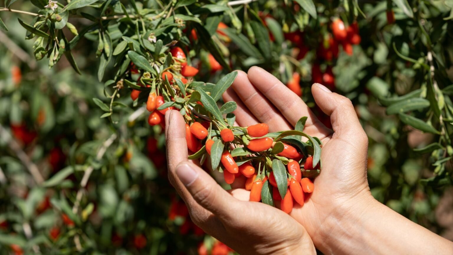 How to Plant, Grow, and Care for Goji Berry