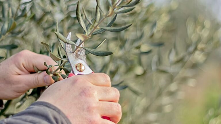 How to Plant, Grow, and Care for Olives