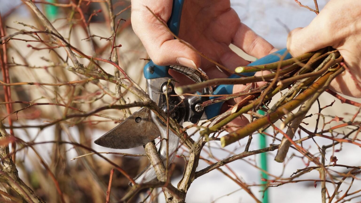 When and How to Prune Blueberries Step-by-Step