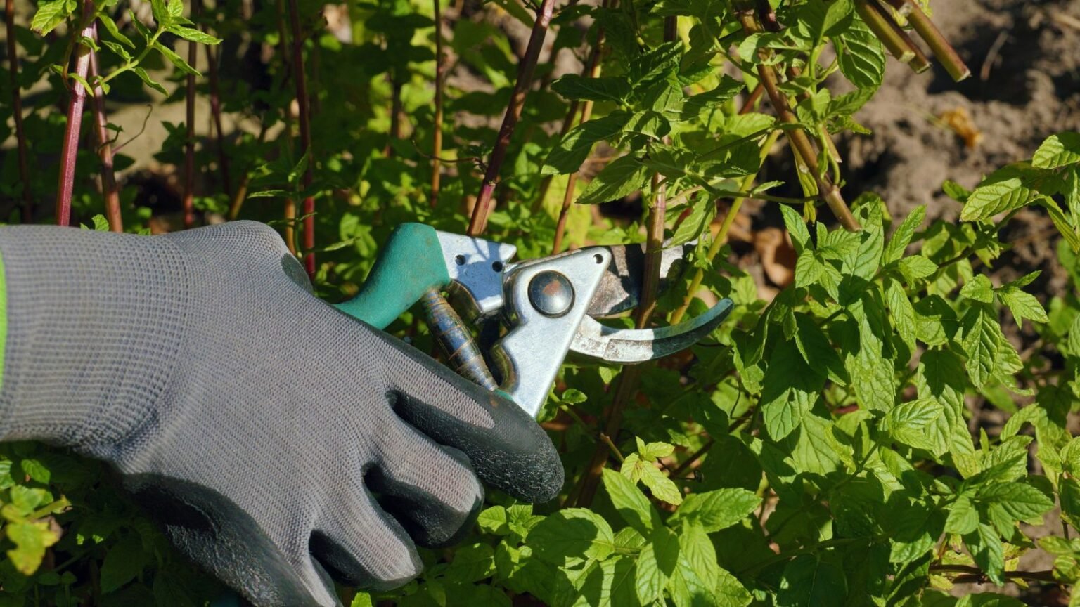 When and How to Prune Blueberries Step-by-Step