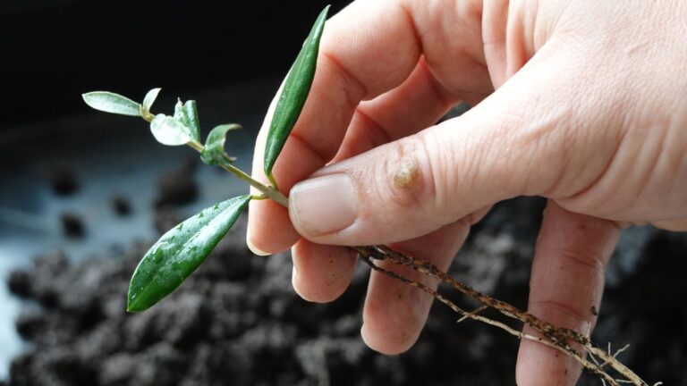 How to Plant, Grow, and Care for Olives