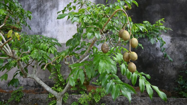 How to Plant, Grow, and Care for June Plum Tree