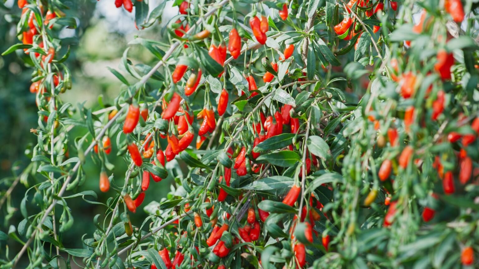 How to Plant, Grow, and Care for Goji Berry