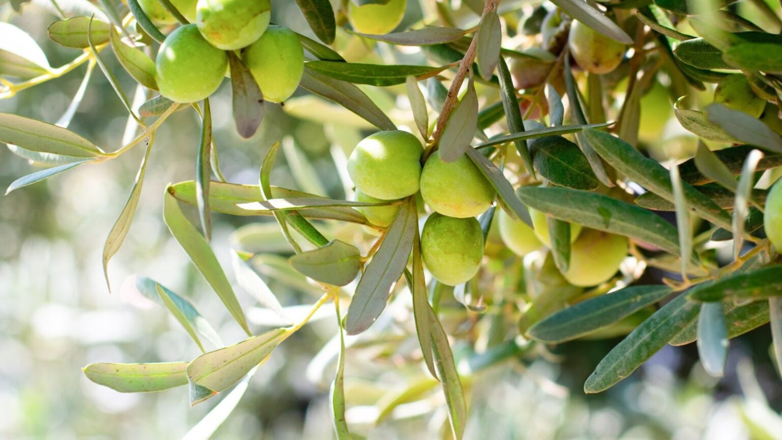 How to Plant, Grow, and Care for Olives