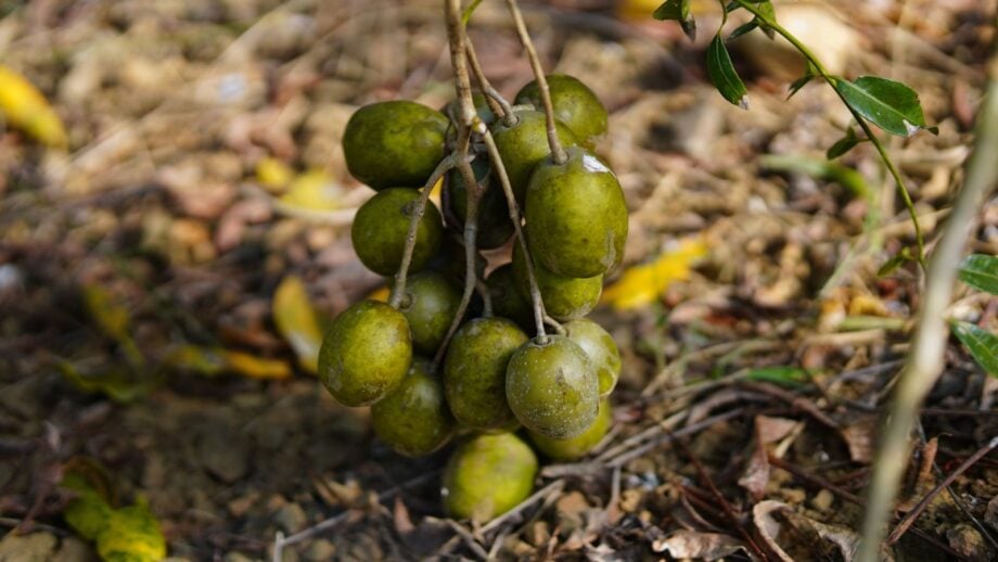 How to Plant, Grow, and Care for June Plum Tree