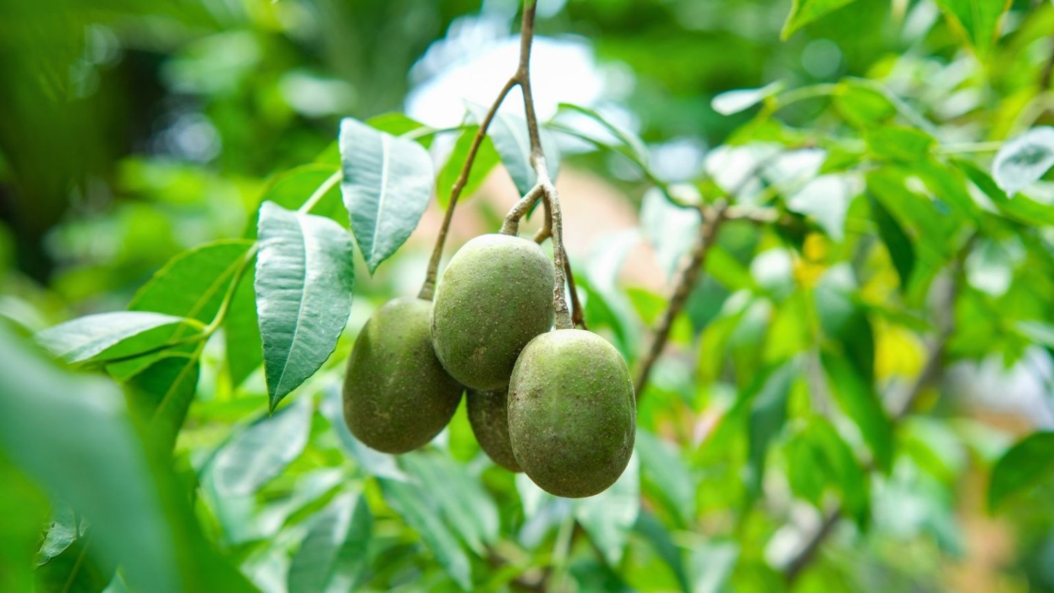 How to Plant, Grow, and Care for June Plum Tree