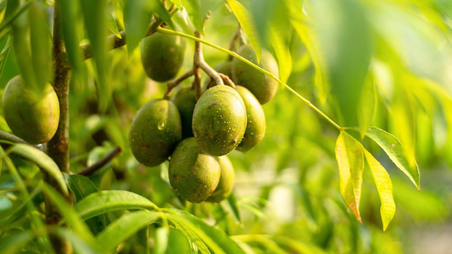 How to Plant, Grow, and Care for June Plum Tree