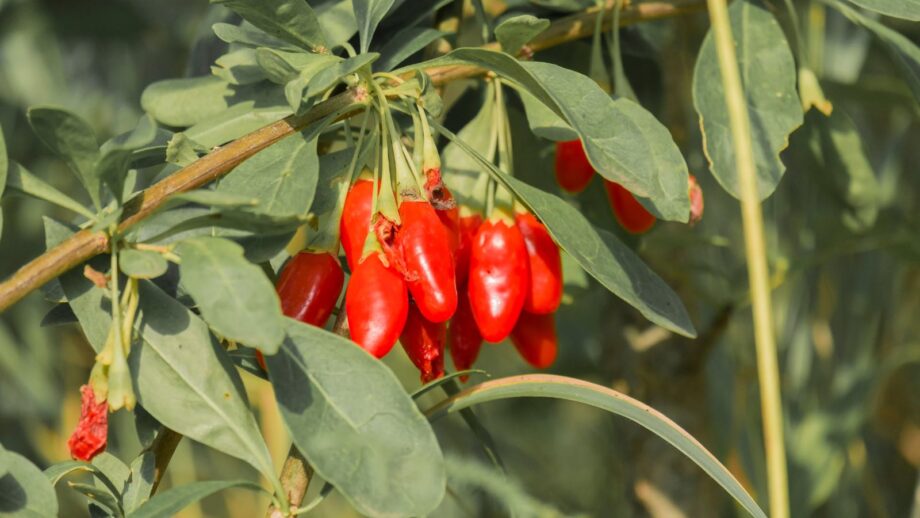 How to Plant, Grow, and Care for Goji Berry