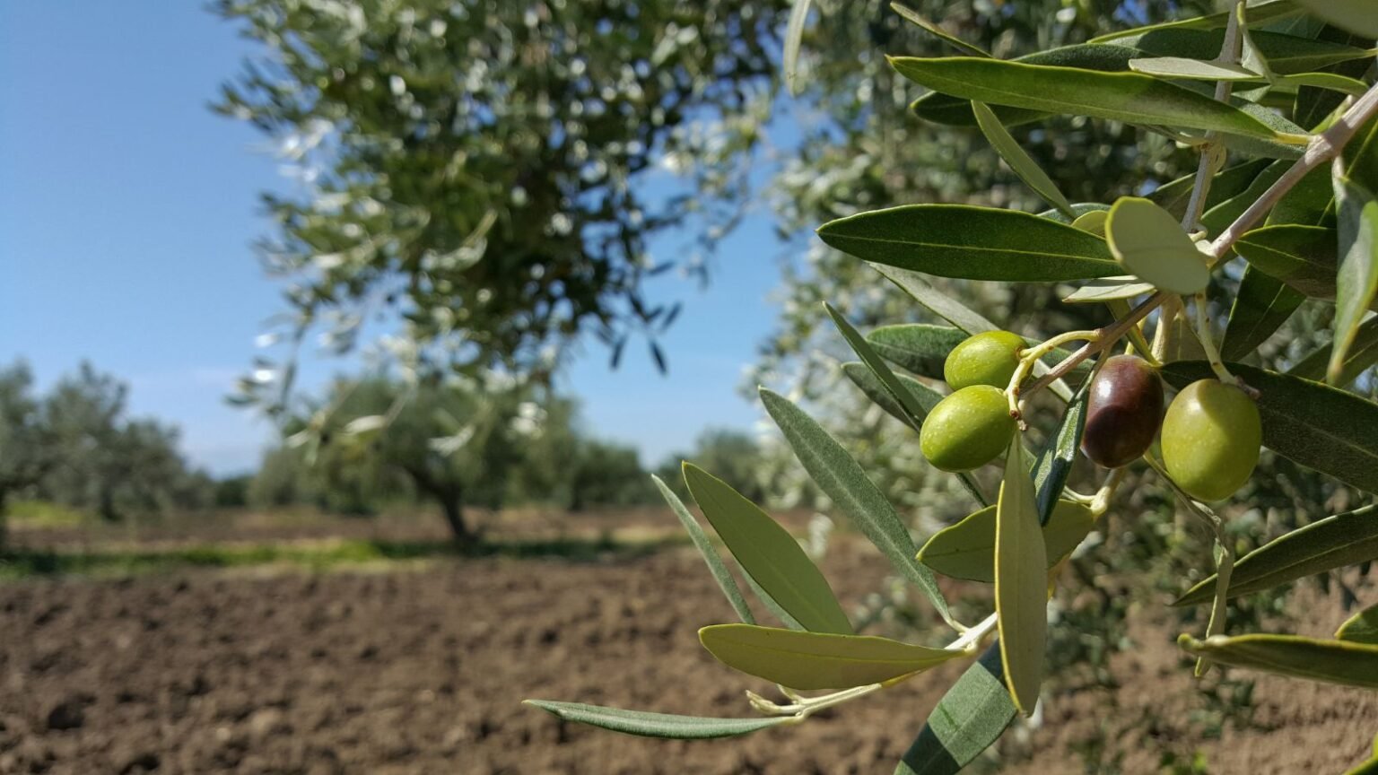 How to Plant, Grow, and Care for Olives