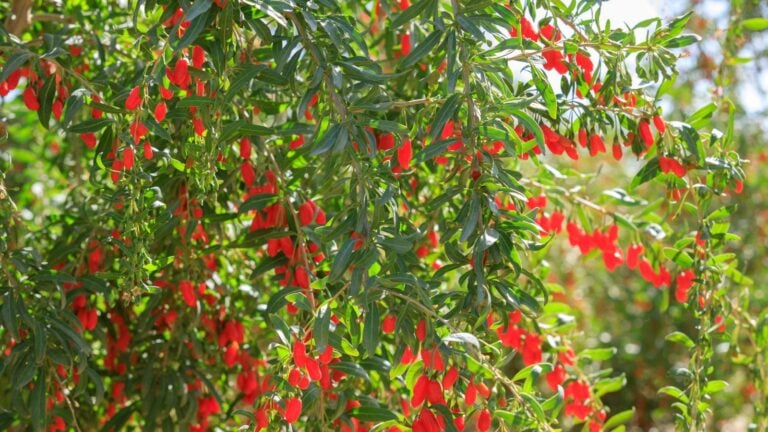 How to Plant, Grow, and Care for Goji Berry