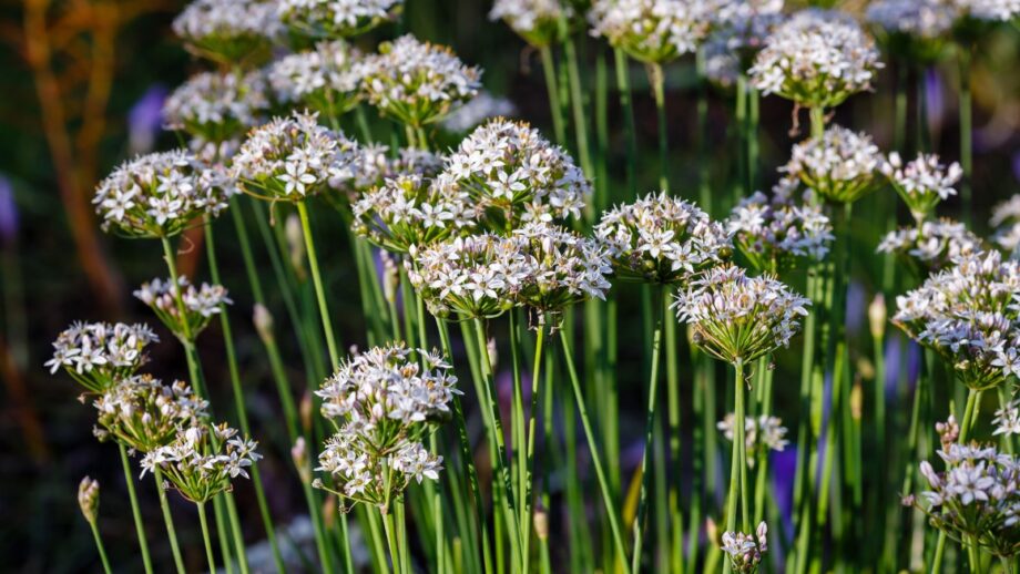 How to Plant, Grow, and Care for Garlic Chives