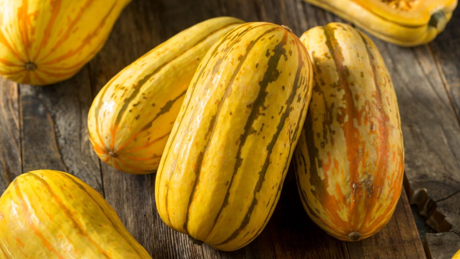 How to Plant, Grow, and Care for Delicata Squash