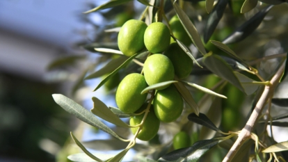 How to Plant, Grow, and Care for Olives
