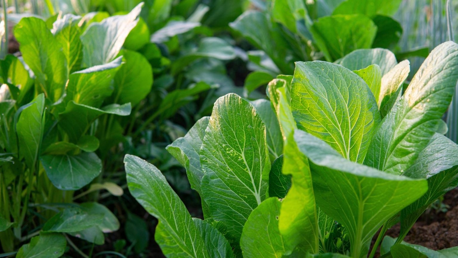 How to Plant, Grow, and Care for Mustard Greens