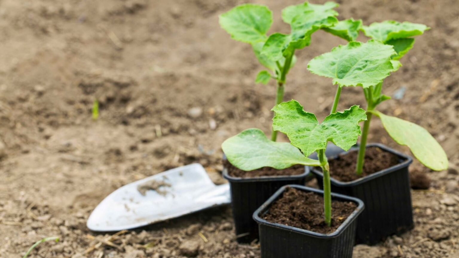 How to Plant, Grow, and Care for Delicata Squash